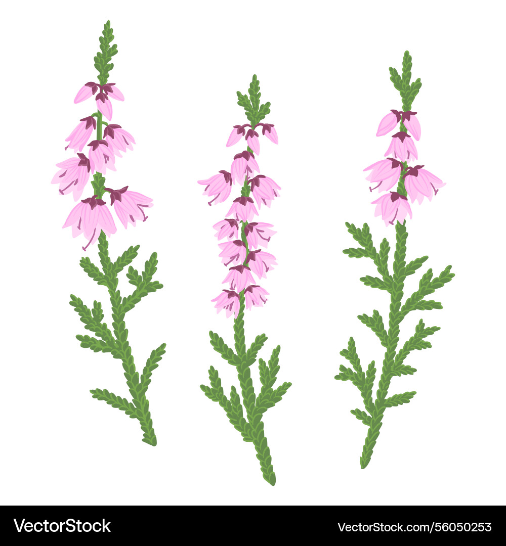 Drawing wild flowers heather Royalty Free Vector Image