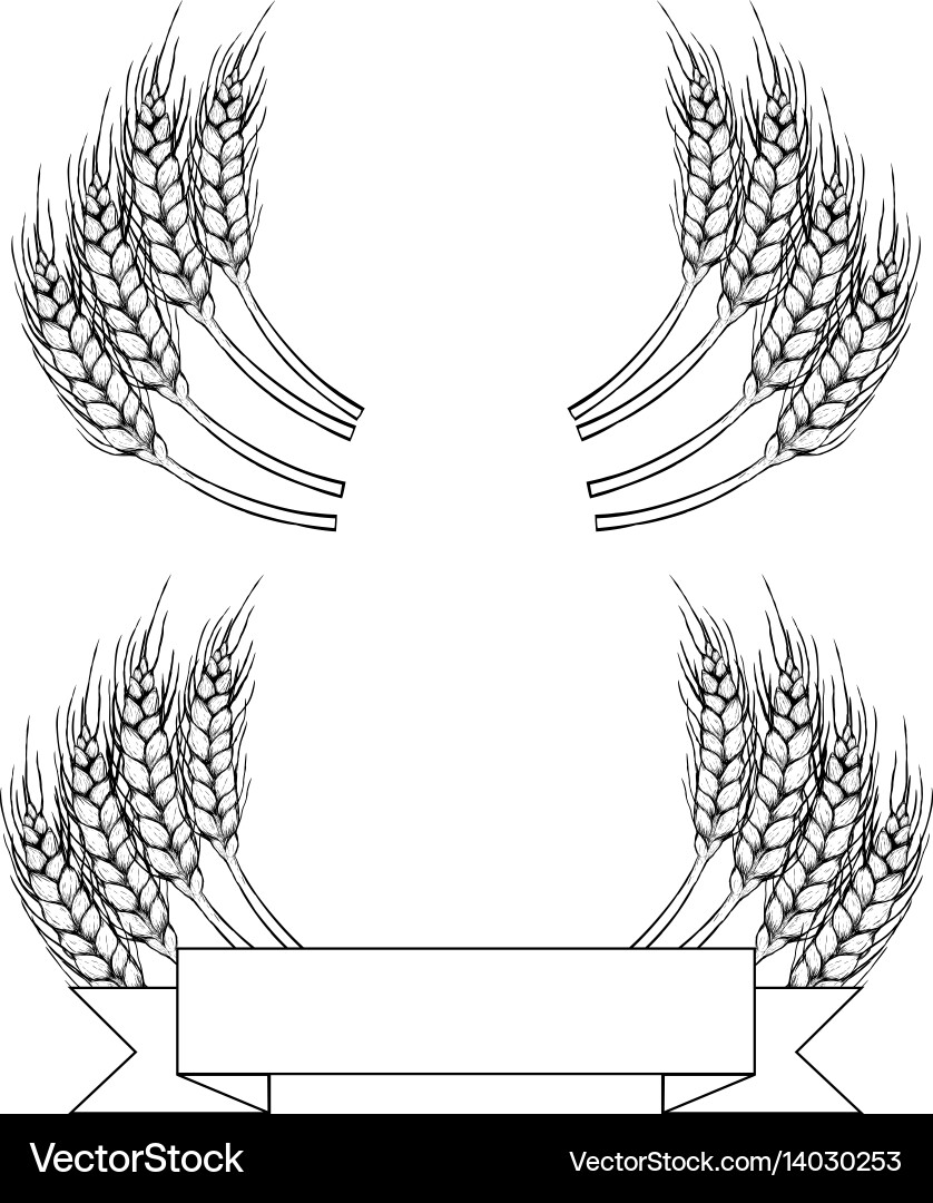 Hand drawn set of rye sketch Royalty Free Vector Image