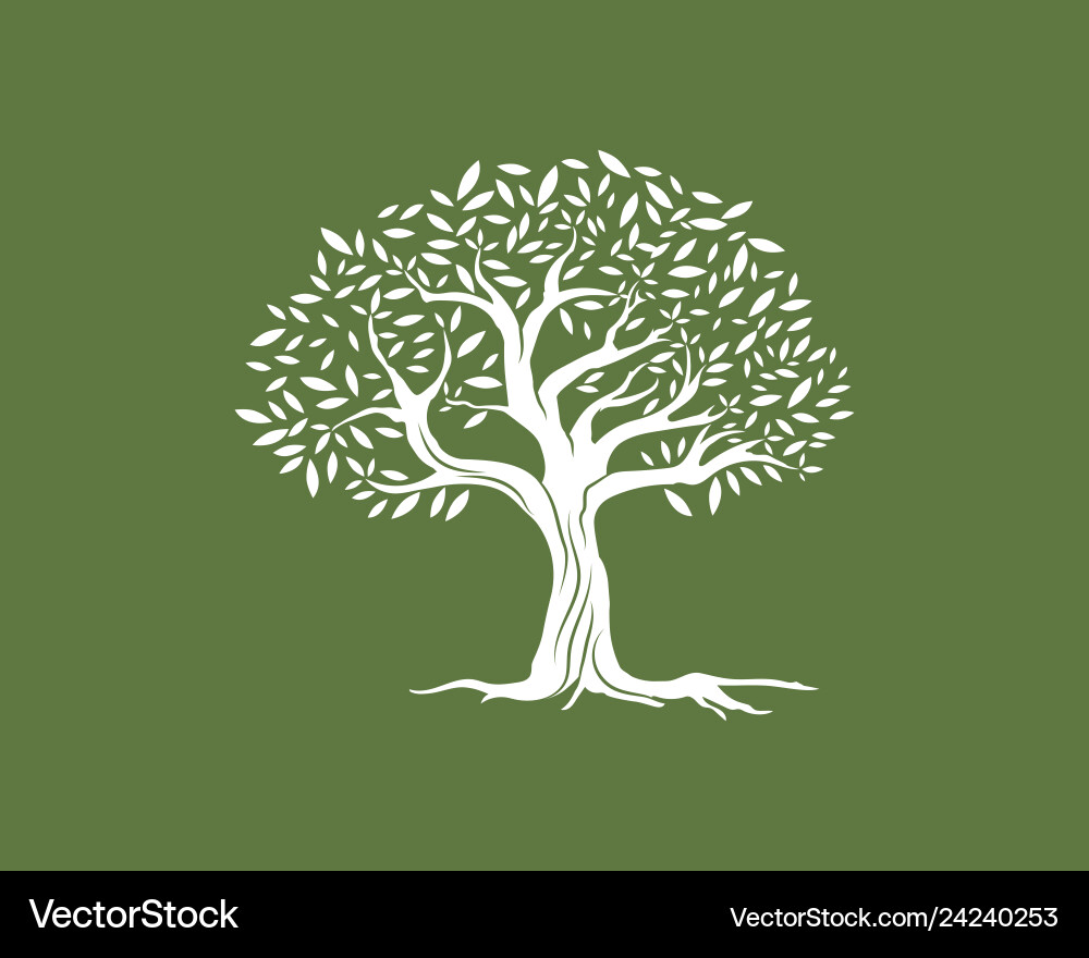Olive tree Royalty Free Vector Image - VectorStock