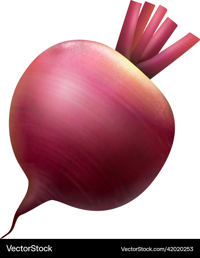 Realistic beet Royalty Free Vector Image - VectorStock