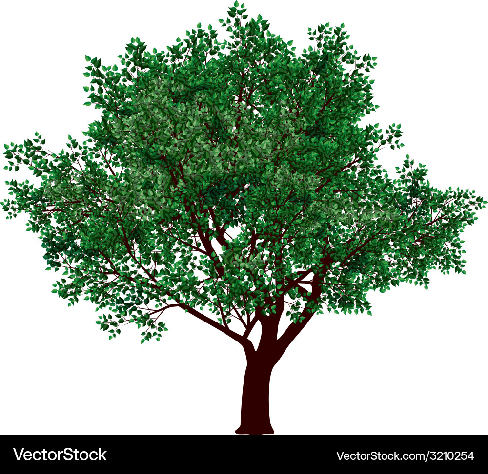 Foliage tree Royalty Free Vector Image - VectorStock