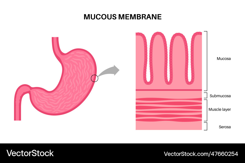 Mucous Membrane Structure And Function Ppt - Infoupdate.org
