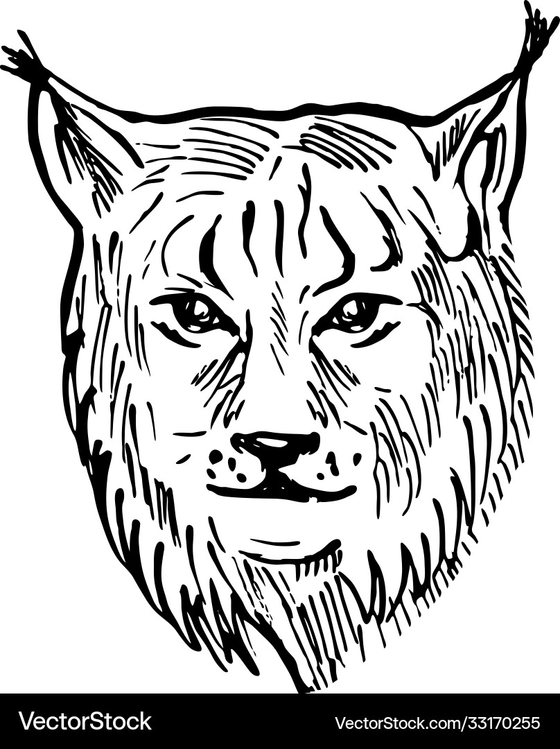 Head a eurasian lynx front view scratchboard Vector Image