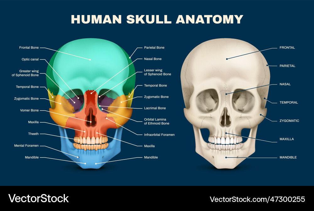 Infographic Human Body Skeletal System Skeletal Human Skeleton System