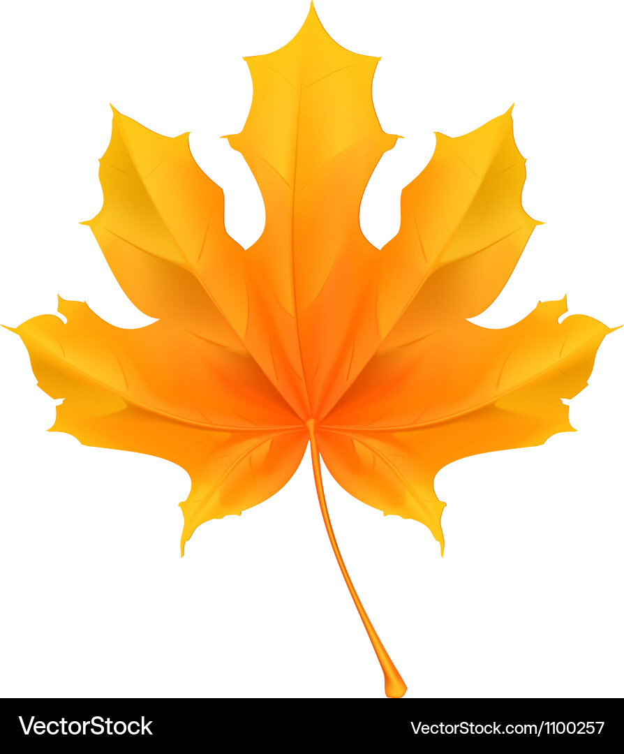 Maple leaf Royalty Free Vector Image - VectorStock