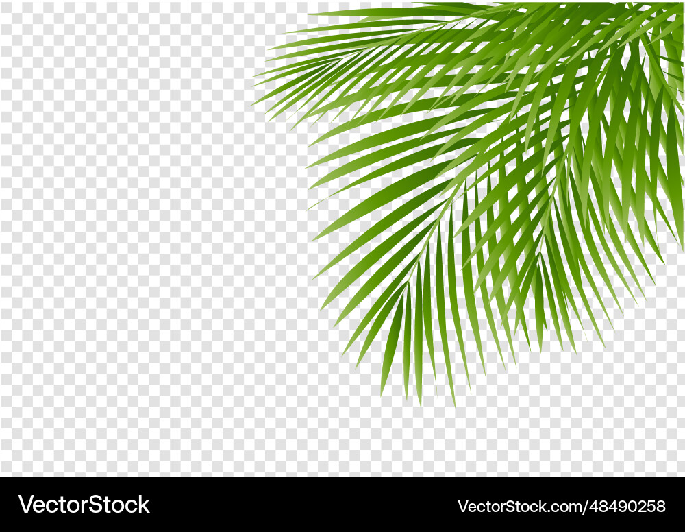 Palm tree border isolated transparent background Vector Image