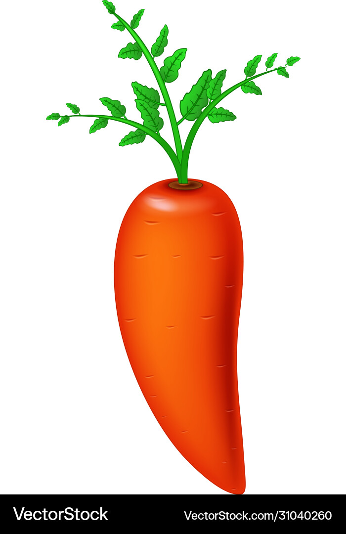 Carrot cartoon isolated Royalty Free Vector Image