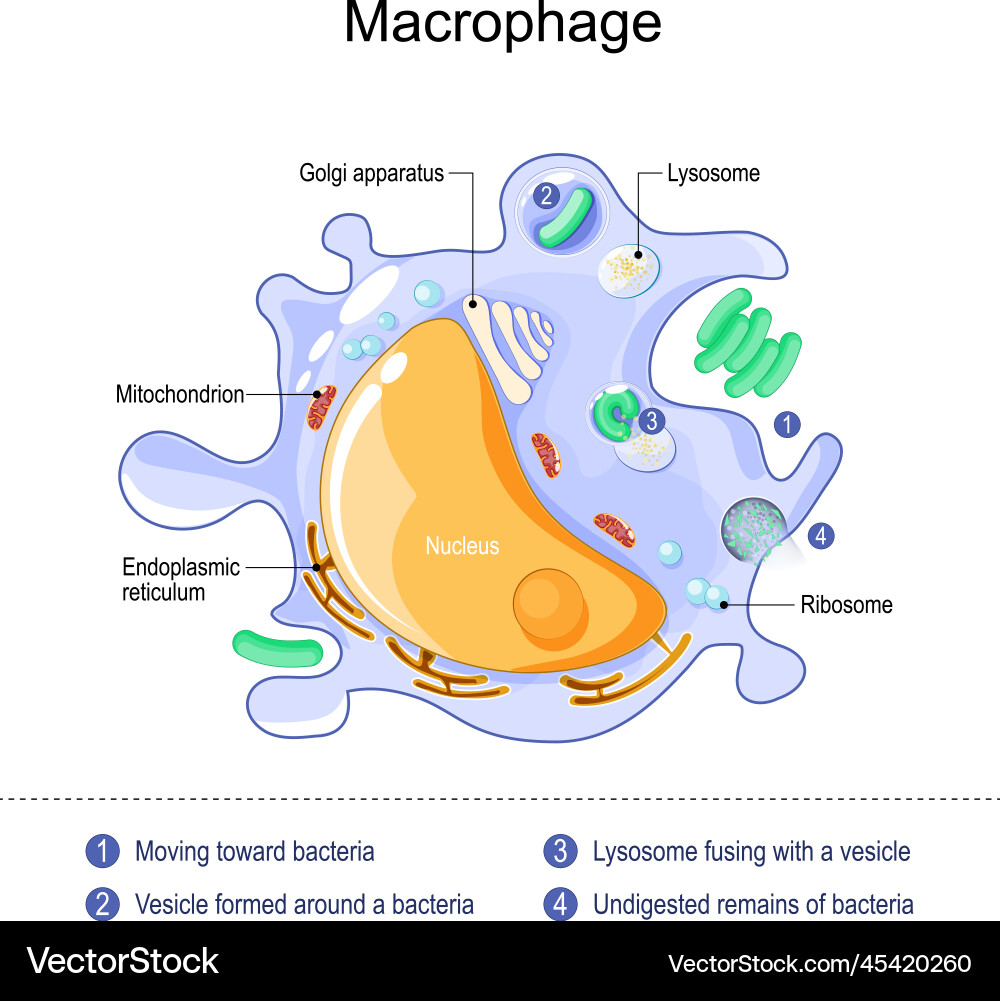 Macrophages Cells Frontiers | Macrophage Clearance Of Apoptotic Cells: