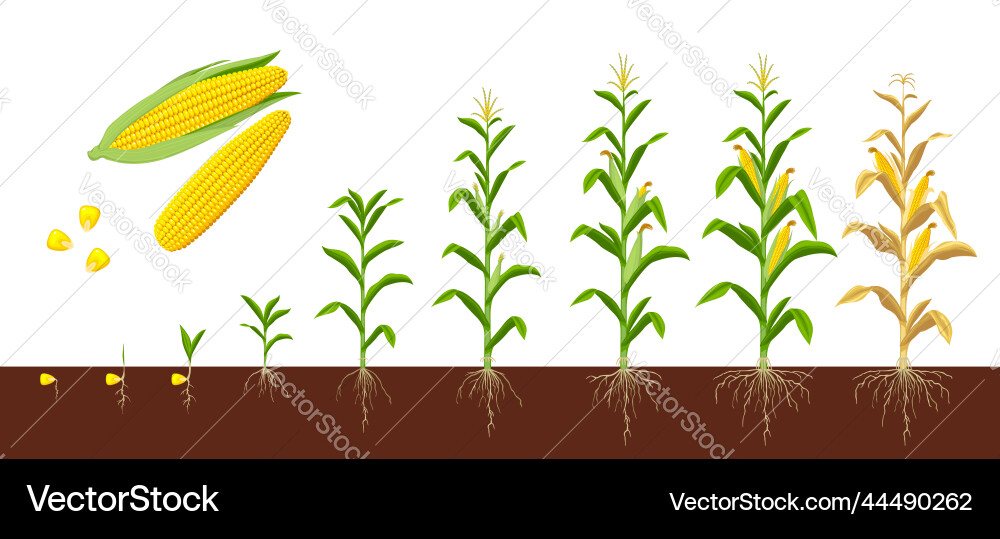 corn growing process