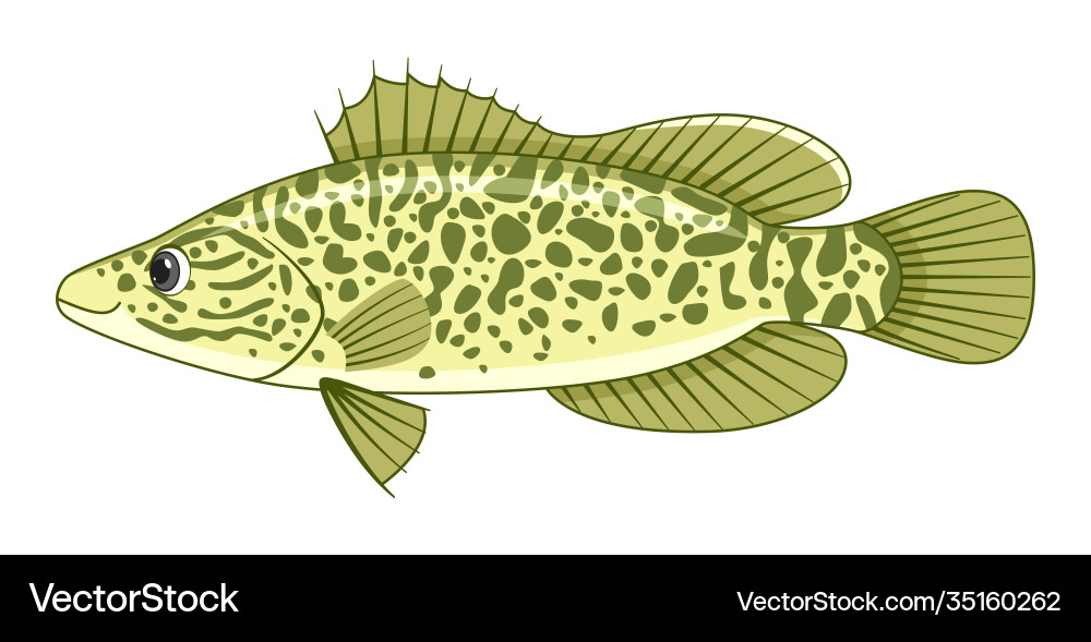 Murray Cod Fish - Cartoon Style Royalty Free Vector Image