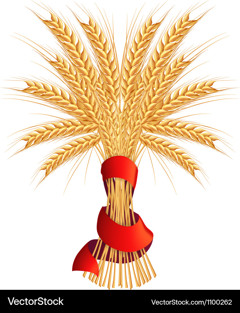 Sheaf of wheat Royalty Free Vector Image - VectorStock