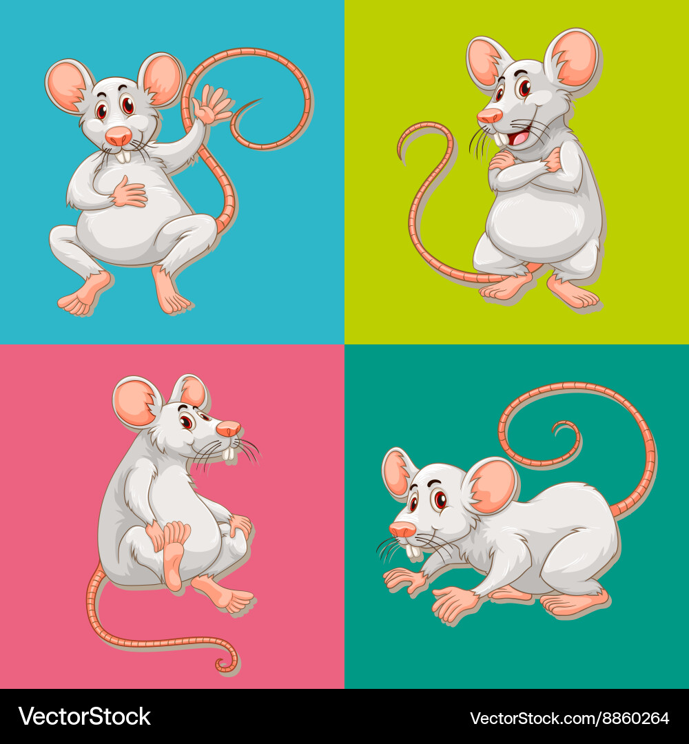 Mouse in four color backgrounds Royalty Free Vector Image