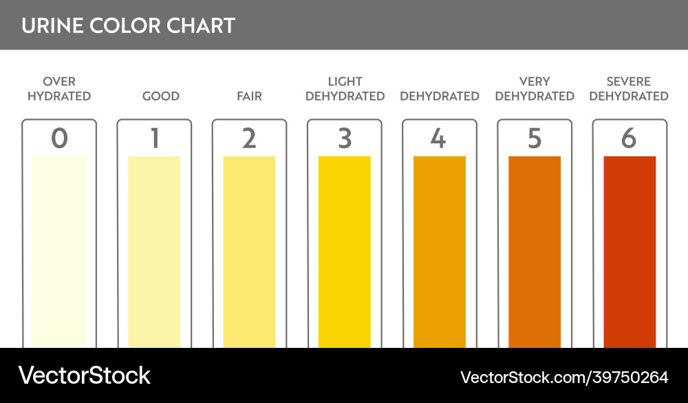 Urine color chart Royalty Free Vector Image - VectorStock