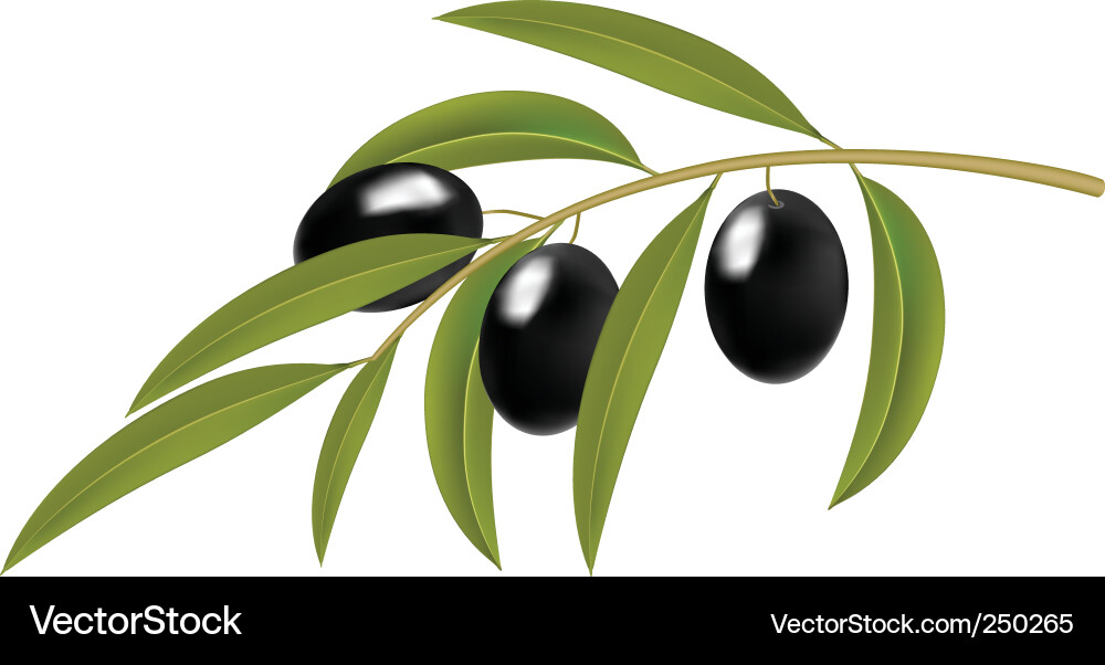 Olive branch Royalty Free Vector Image - VectorStock