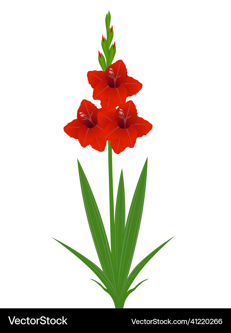 Gladiolus flowers with leaves Royalty Free Vector Image