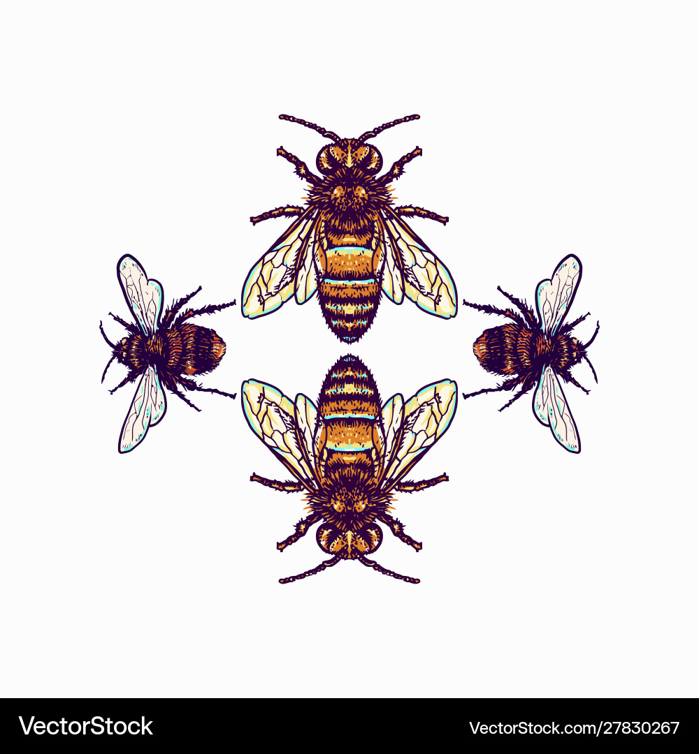 Bee Royalty Free Vector Image - VectorStock