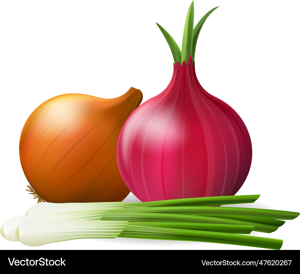 Photo realistic fresh onions Royalty Free Vector Image