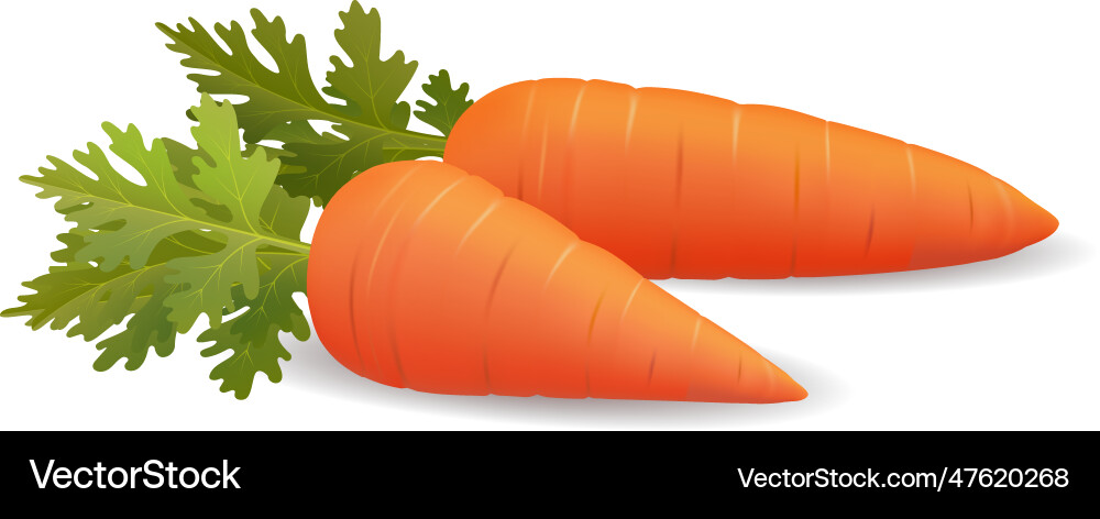 Photo realistic 3d carrot Royalty Free Vector Image