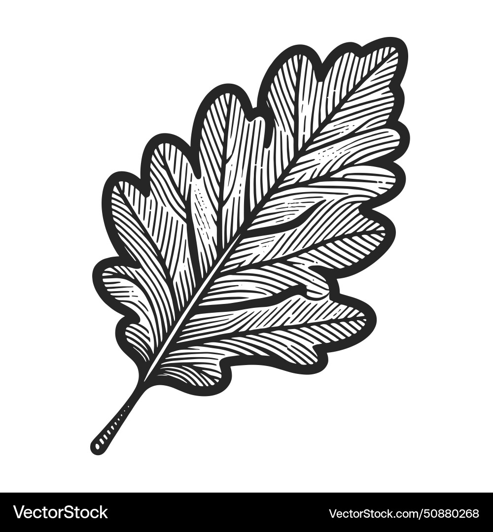 Vintage oak leaf engraving Royalty Free Vector Image