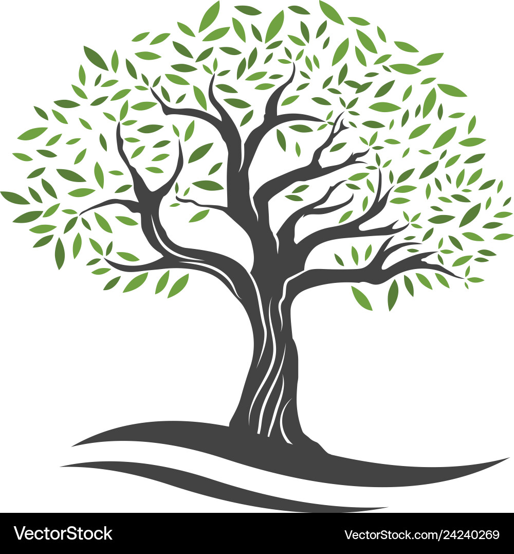 Olive tree Royalty Free Vector Image - VectorStock