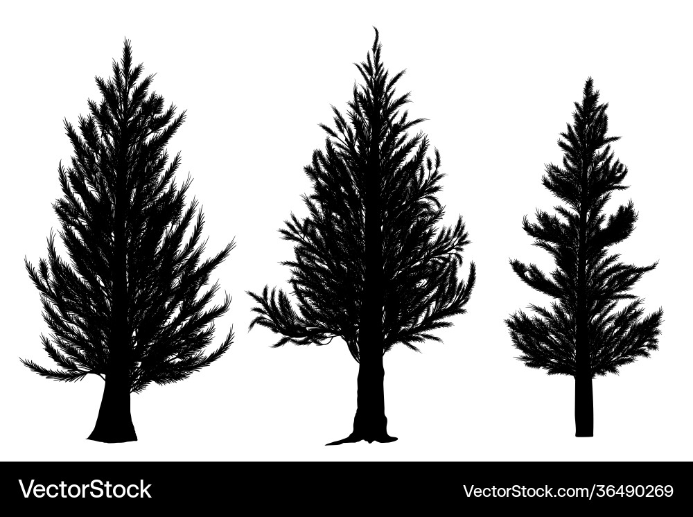 Pine trees Royalty Free Vector Image - VectorStock