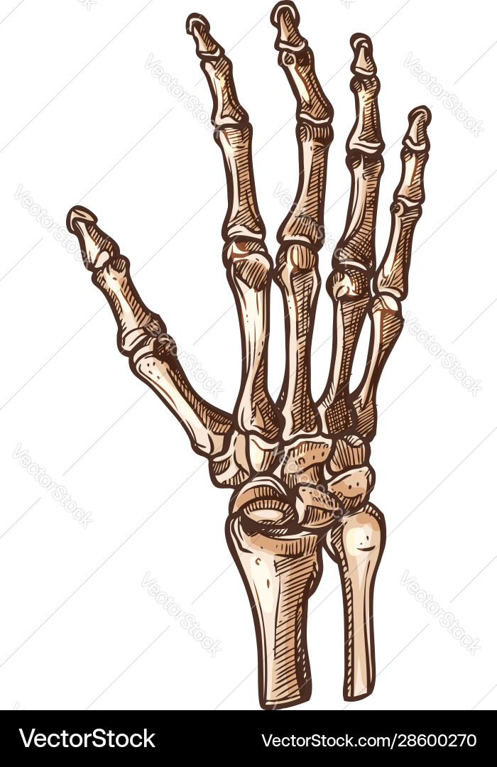Carpal Bones