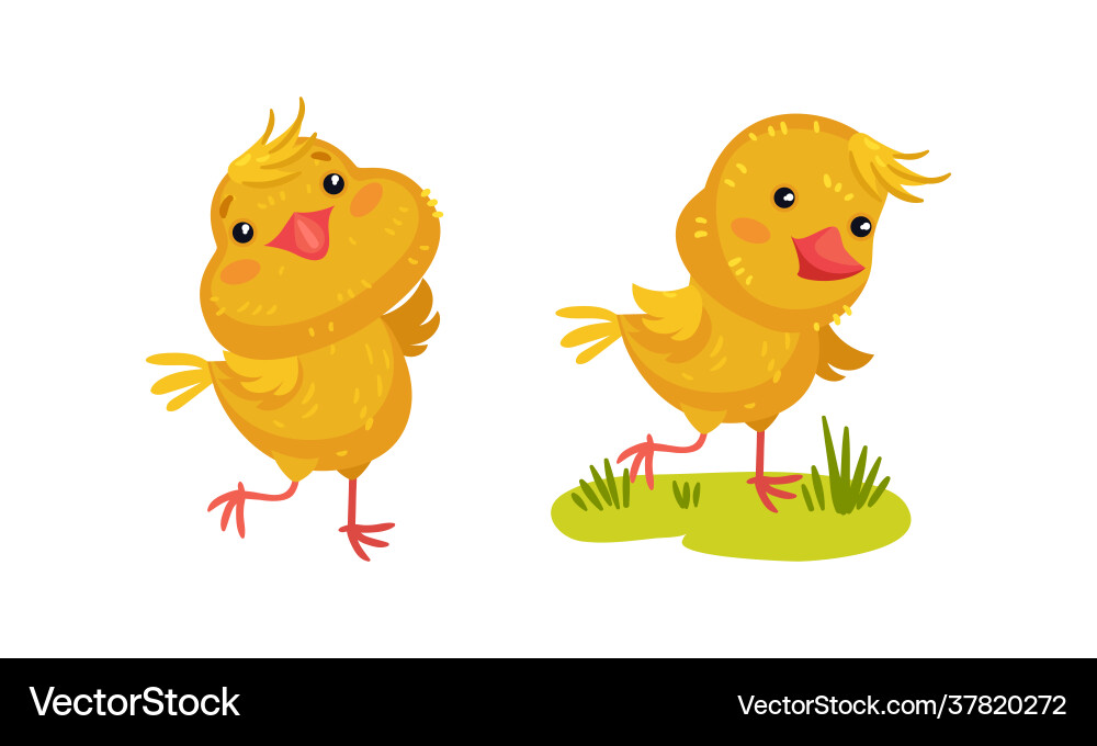 Cute chicken walking and running on green grass Vector Image