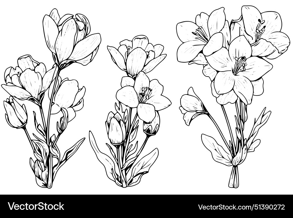 Freesia flower hand drawn ink sketch engraved Vector Image