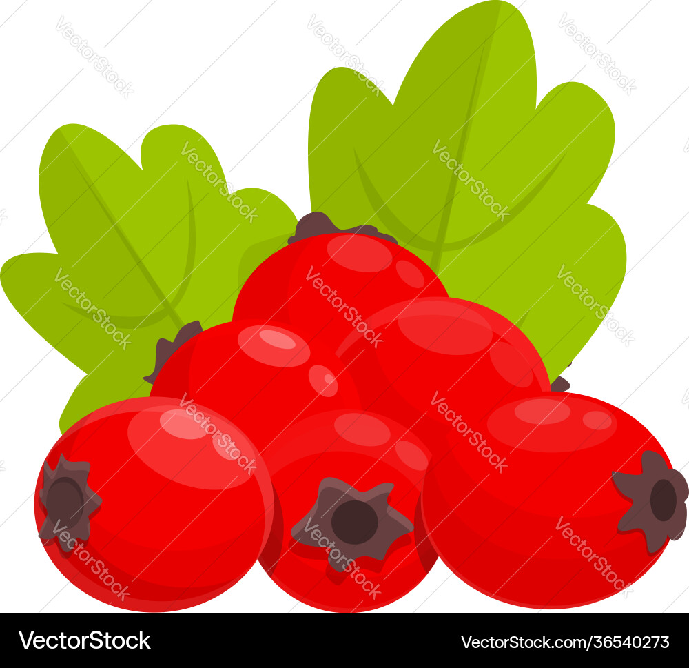 Forest hawthorn icon cartoon style Royalty Free Vector Image