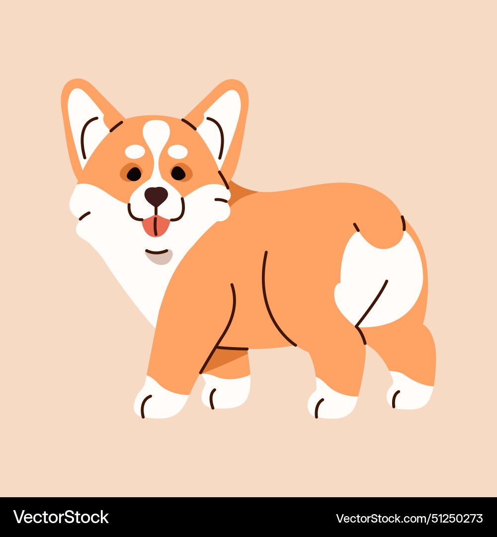 Funny small pembroke welsh corgi looks back Vector Image