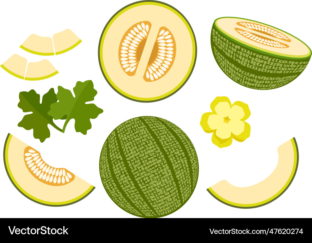 Cartoon green melon Royalty Free Vector Image - VectorStock