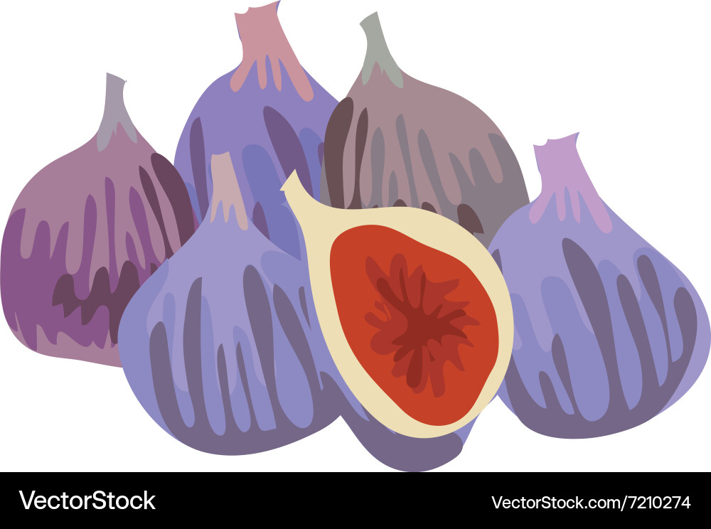 Fig Royalty Free Vector Image - VectorStock
