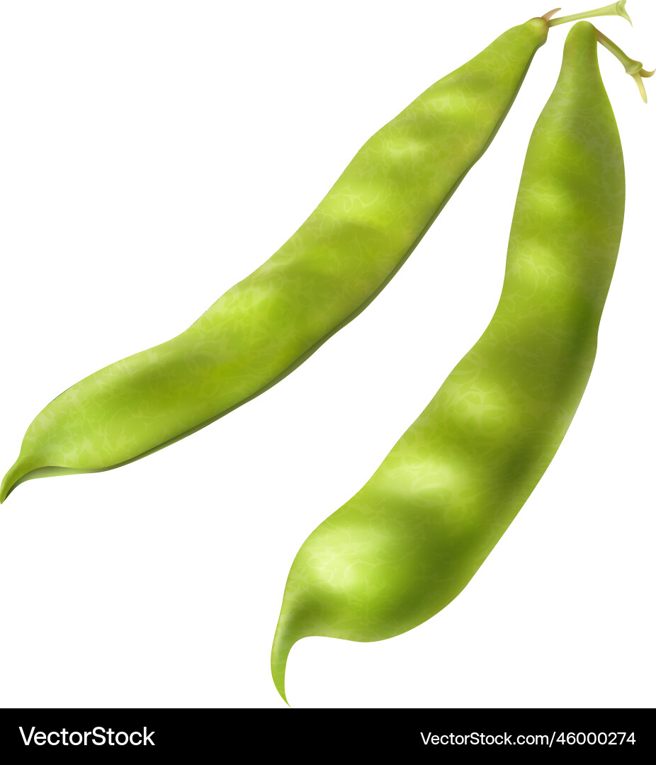 Long pea pods composition Royalty Free Vector Image