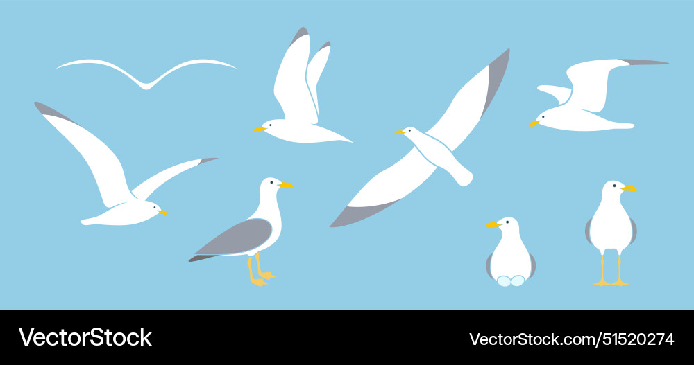 Seagull Royalty Free Vector Image - VectorStock