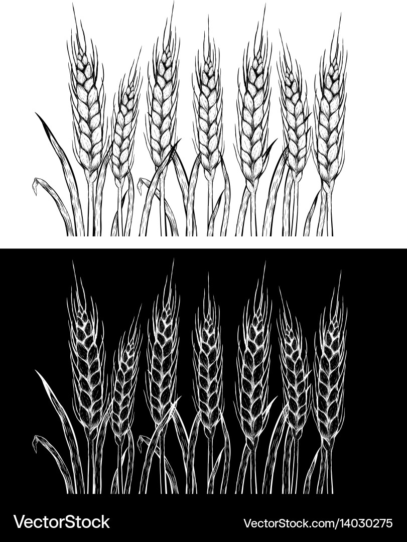 Hand drawn set of rye sketch Royalty Free Vector Image