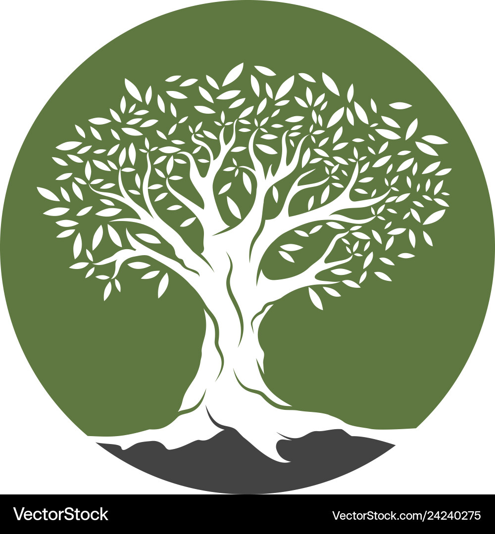Olive tree Royalty Free Vector Image - VectorStock