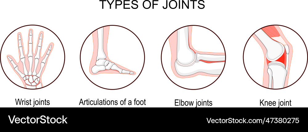 Types of Human Joints Royalty Free Vector Image