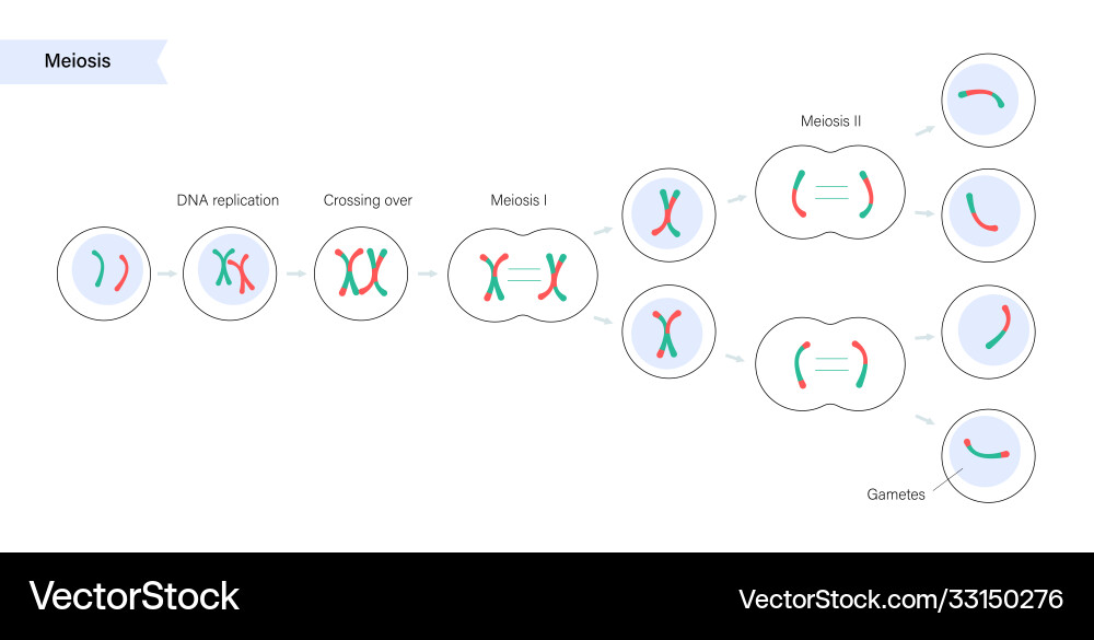 Meiosis cell division Royalty Free Vector Image
