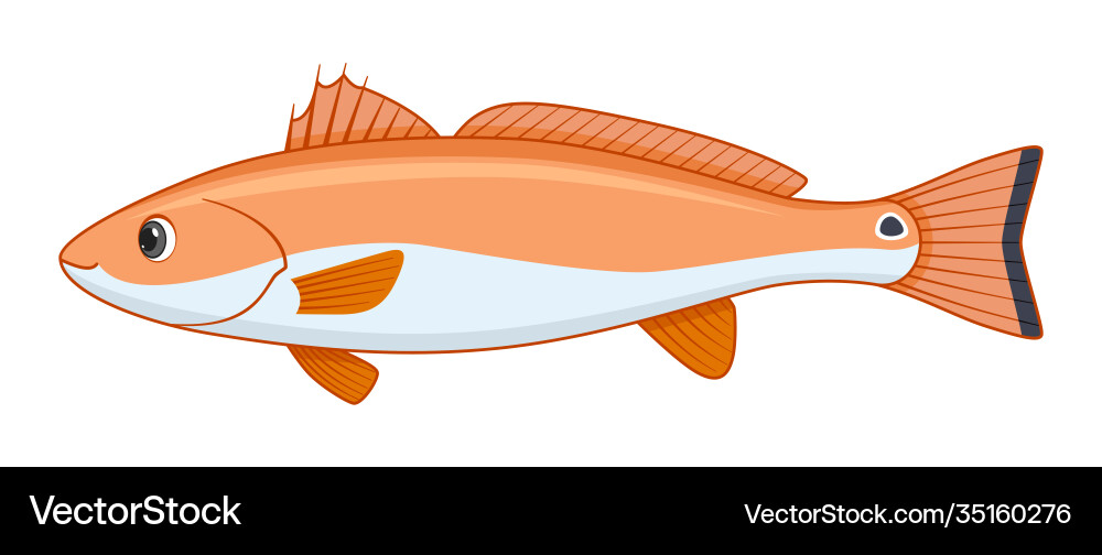 Red drum fish on a white background Royalty Free Vector