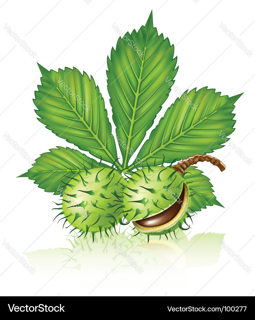 Chestnut Royalty Free Vector Image - VectorStock