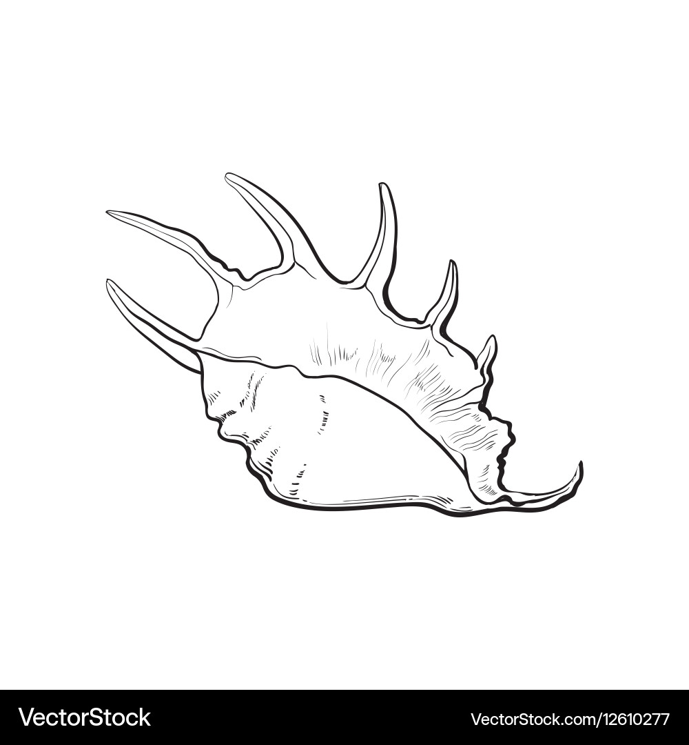 Spiral conch sea shell isolated sketch style Vector Image