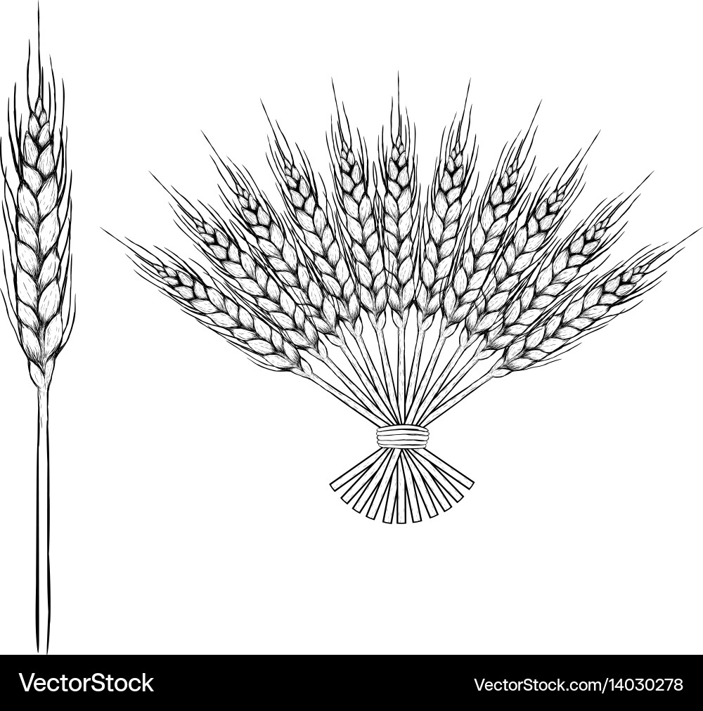 Hand drawn set of rye sketch Royalty Free Vector Image