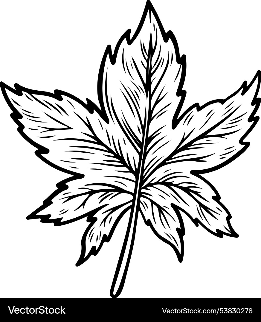 Maple leaf engraved botanical Royalty Free Vector Image