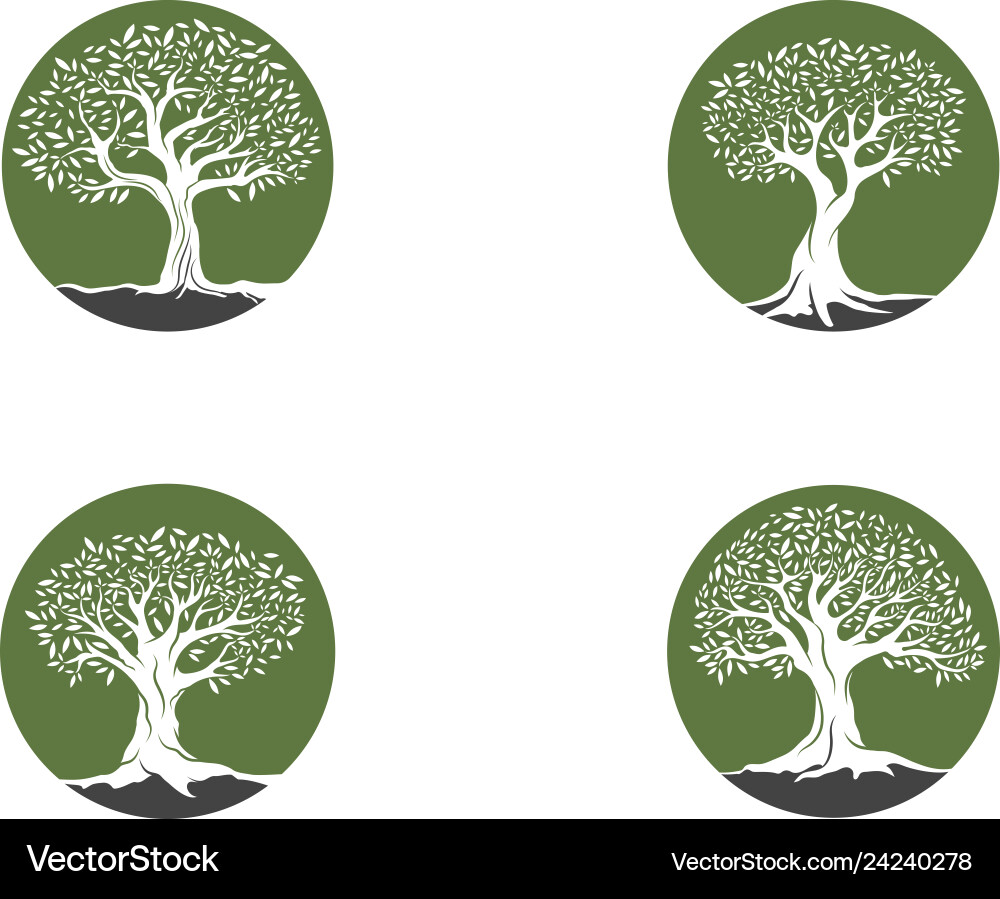 Olive tree Royalty Free Vector Image - VectorStock