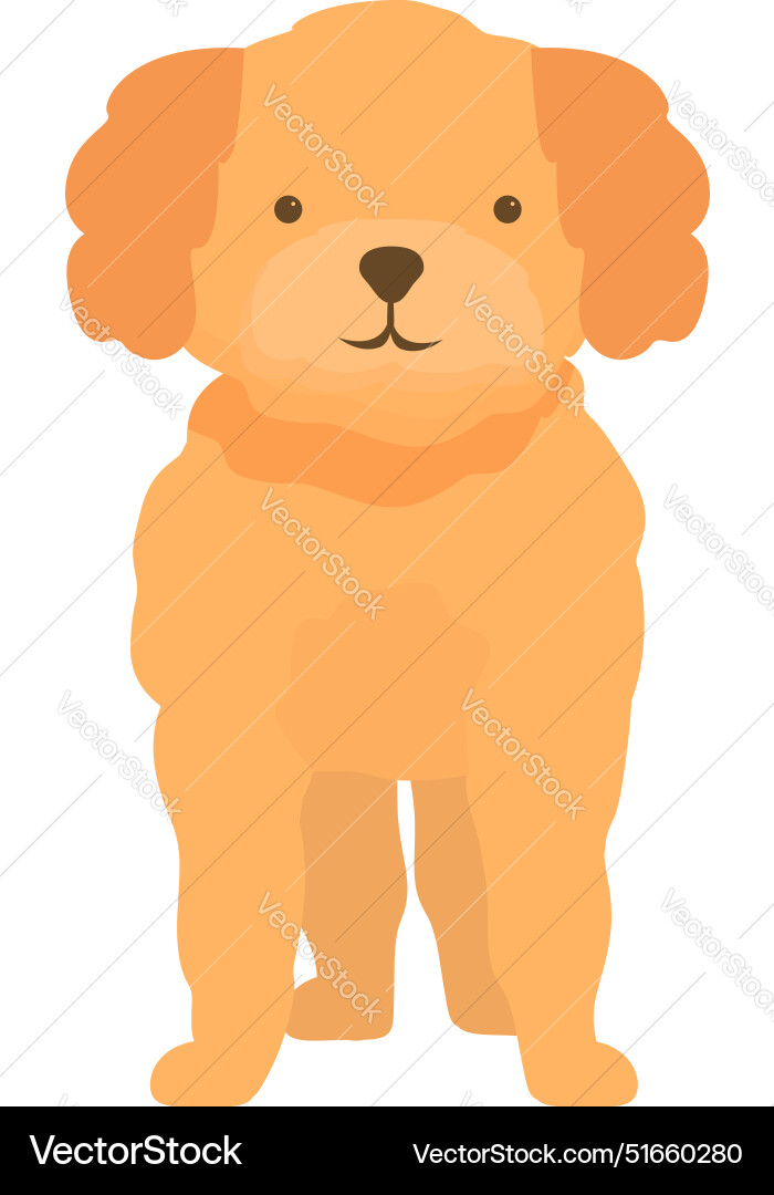 Cute golden doodle dog standing on white Vector Image