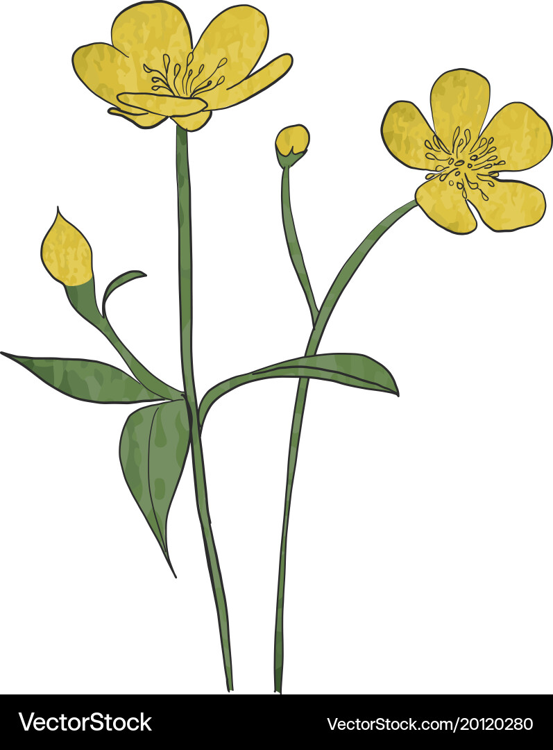 Hand drawn buttercup flower Royalty Free Vector Image
