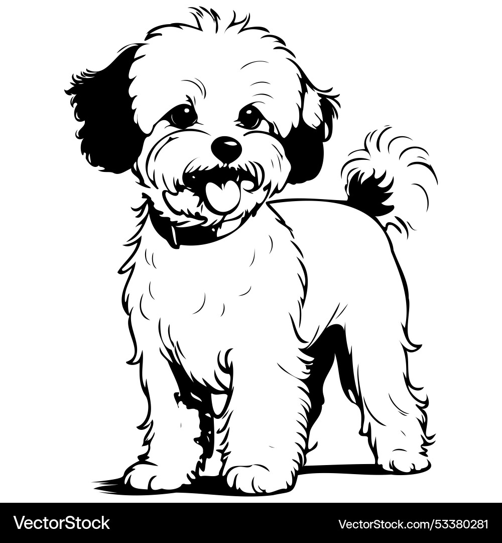 Bichon frise drawing vintage animal image Vector Image