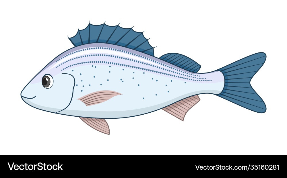 Spotted grunter fish on a white background Vector Image