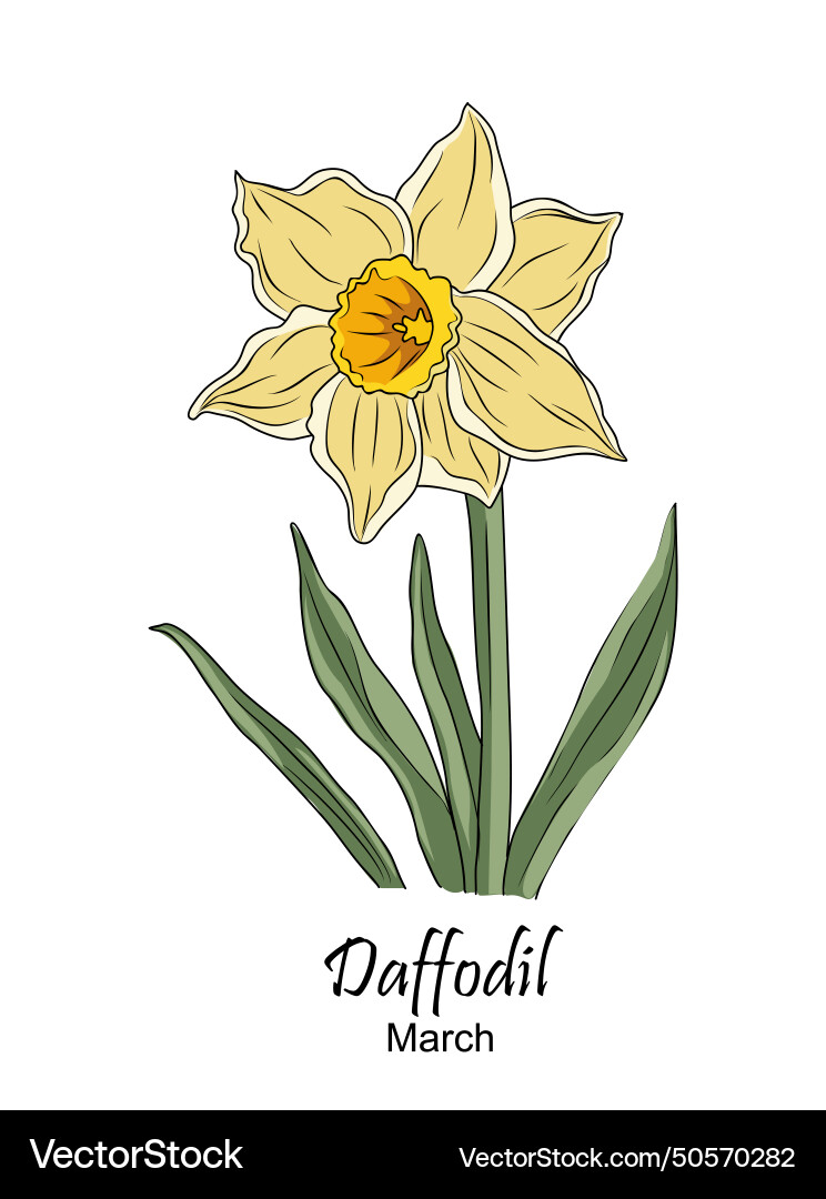 Daffodil march birth month flower outline drawing Vector Image