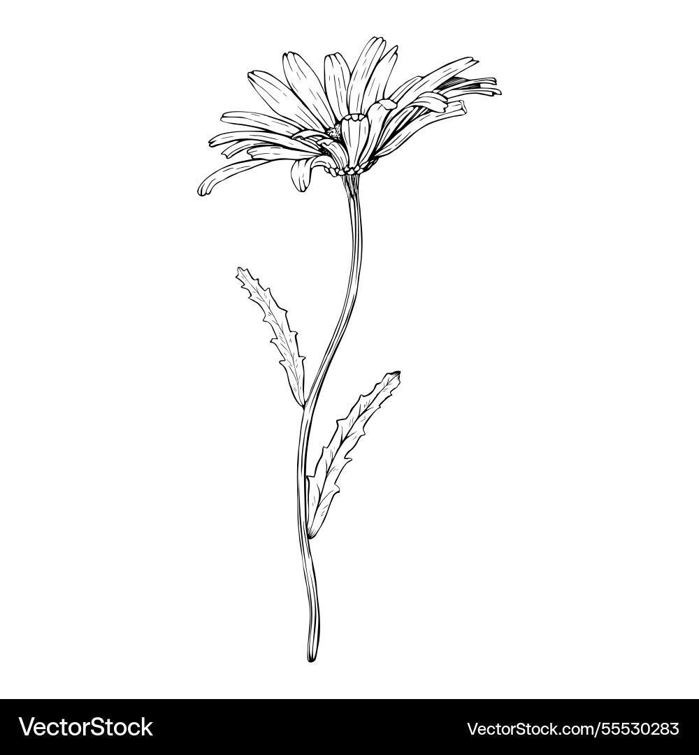 Blooming wildflower daisy side view Royalty Free Vector